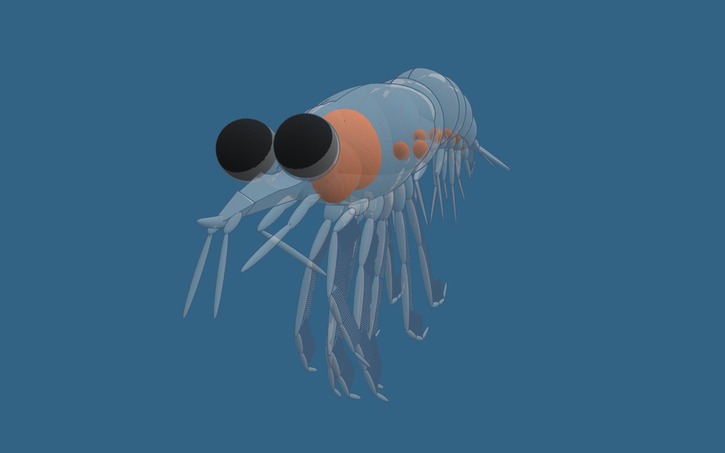 3D design Krill - Tinkercad