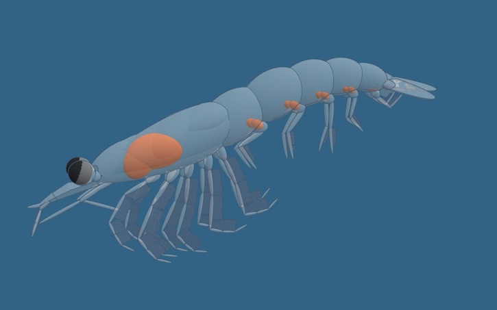 3D design Krill - Tinkercad